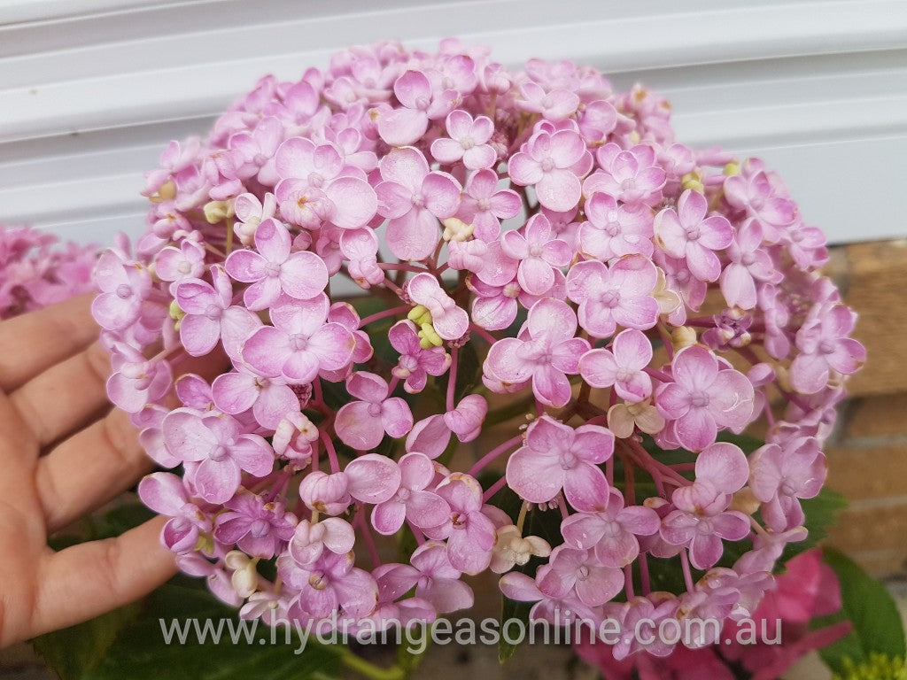 Ayesha Hydrangea macrophylla (Cupped Flowers) Super tube – Hydrangeas Online