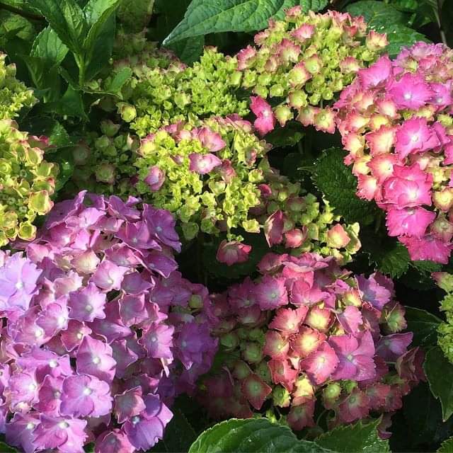 Parzifal Hydrangea macrophylla (Blue-blushed Pink) Super Tube – Hydrangeas Online