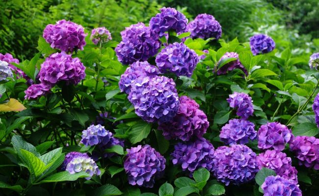 Hydrangea macrophylla – Hydrangeas Online