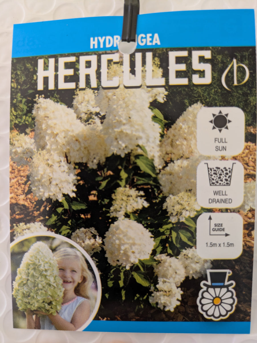 Hercules Hydrangea paniculata (White) in Super Tube – Hydrangeas Online