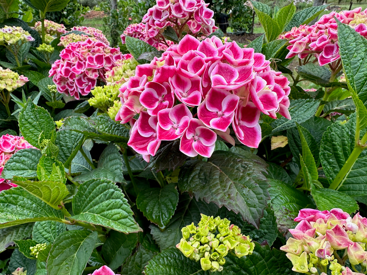 Saturn Hydrangea macrophylla – Hydrangeas Online
