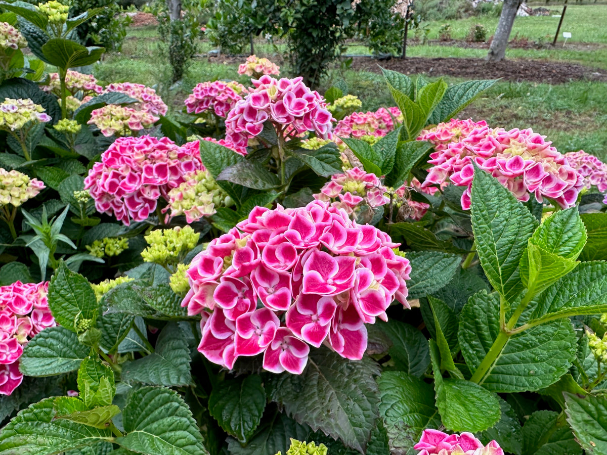 Saturn Hydrangea macrophylla – Hydrangeas Online