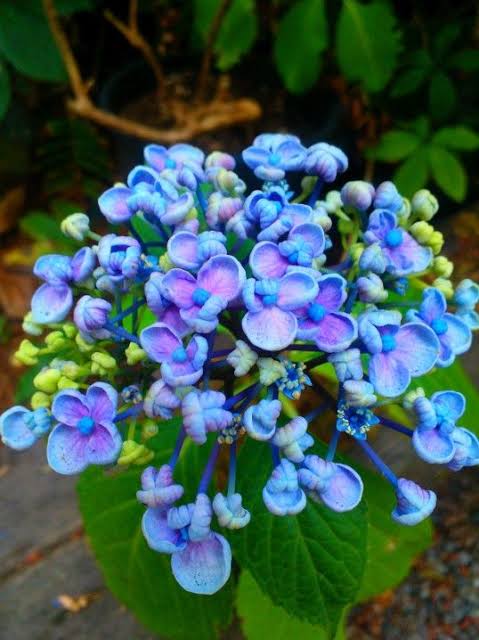 Popcorn Candy Hydrangea. Special listing for local customers. Pick up ...