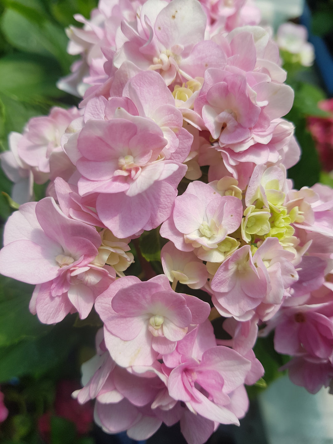 Setsuka-Yae Hydrangea macrophylla (Pale Double Flowers) – Hydrangeas Online