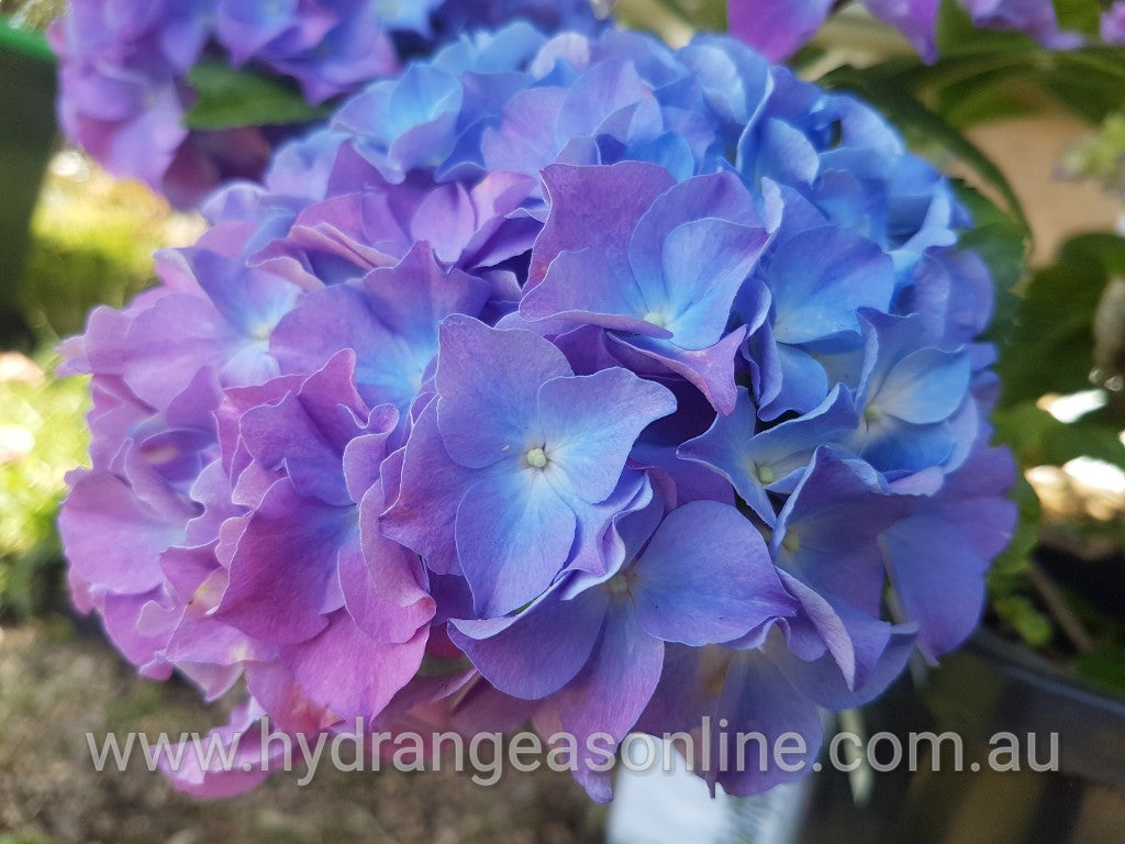 Blauer Zwerg Dwarf Hydrangea macrophylla – Hydrangeas Online