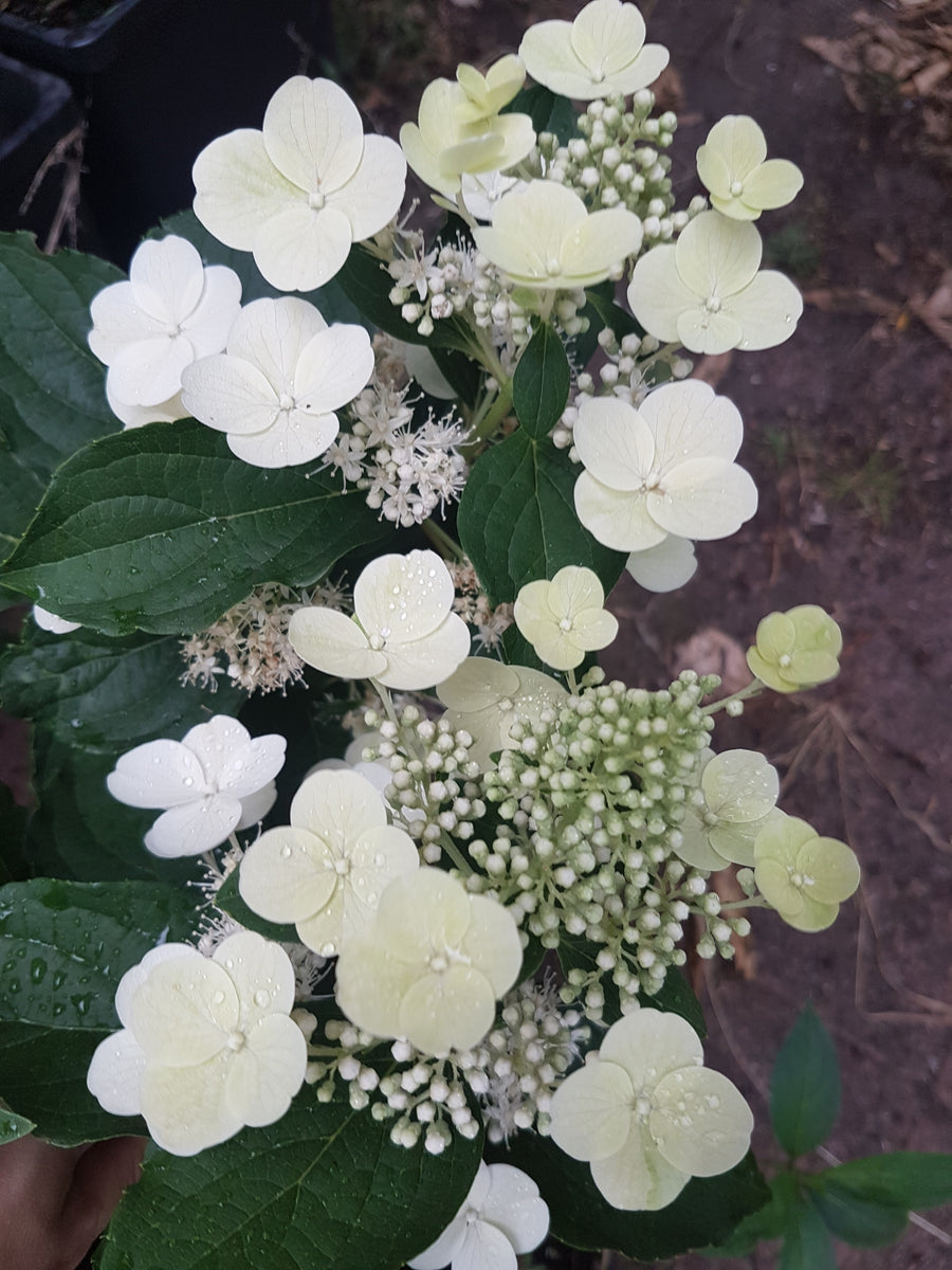 Greenspire Hydrangea paniculata (White) in Super Tube – Hydrangeas Online
