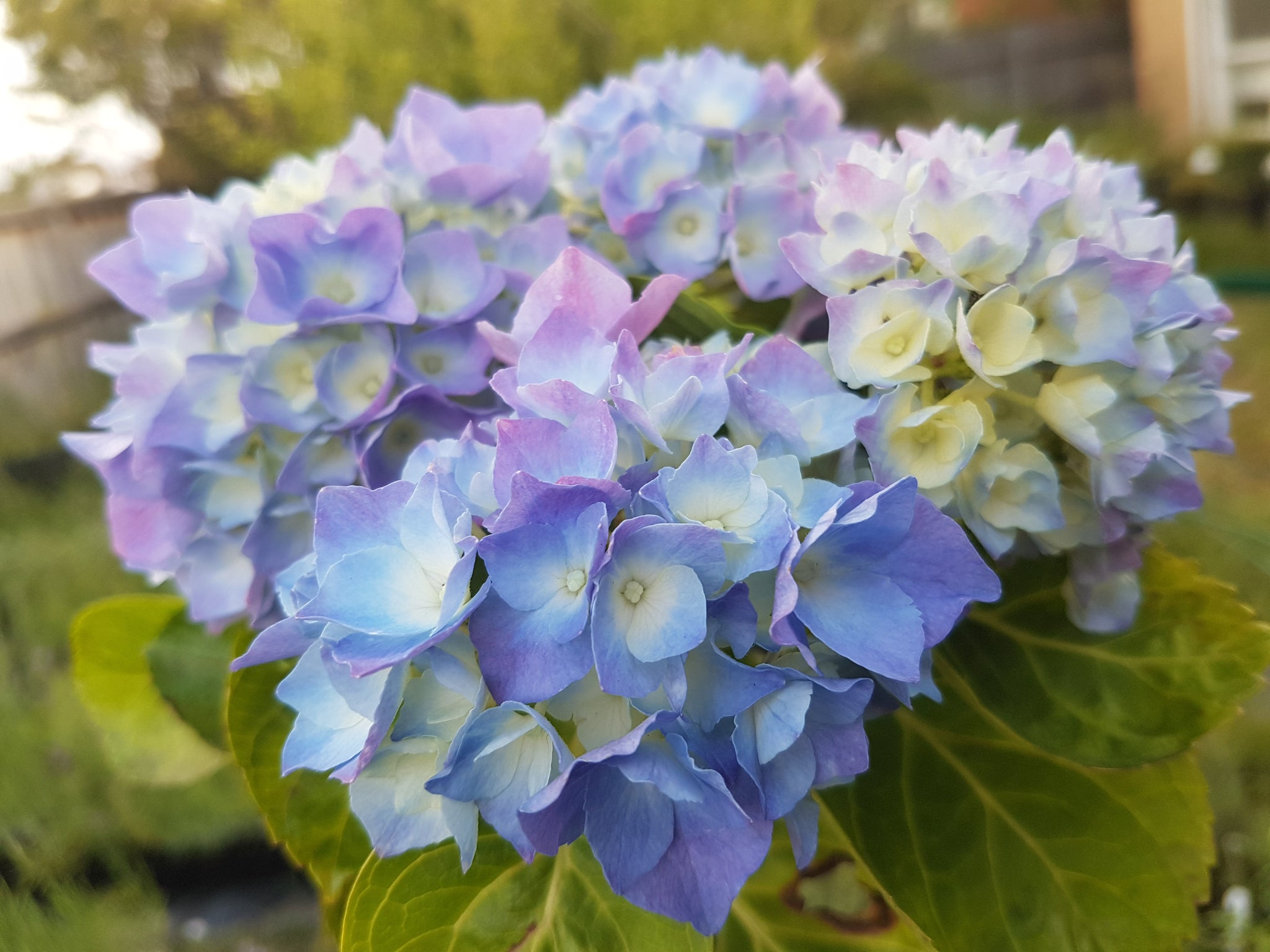 Renata Steiniger Hydrangea macrophylla (Purple/Blue) – Hydrangeas Online