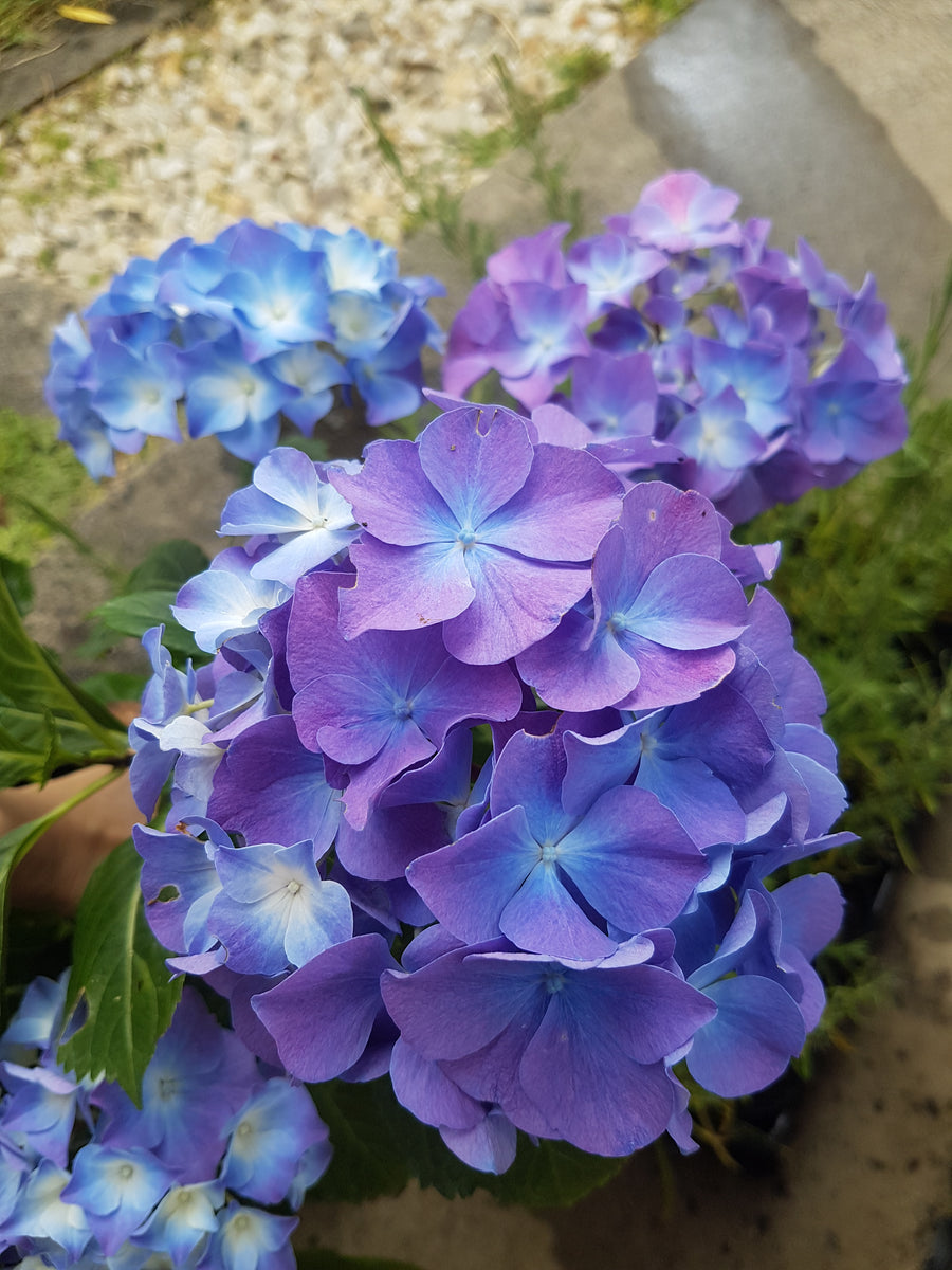 Blauer Zwerg Dwarf Hydrangea macrophylla – Hydrangeas Online
