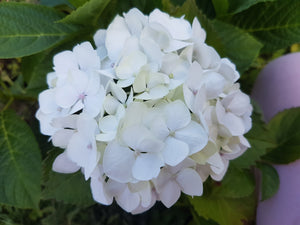 Hydrangea macrophylla – Hydrangeas Online