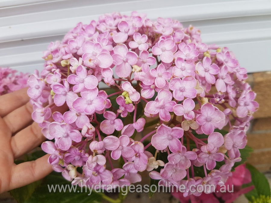 Ayesha Hydrangea macrophylla (Cupped Flowers) – Hydrangeas Online