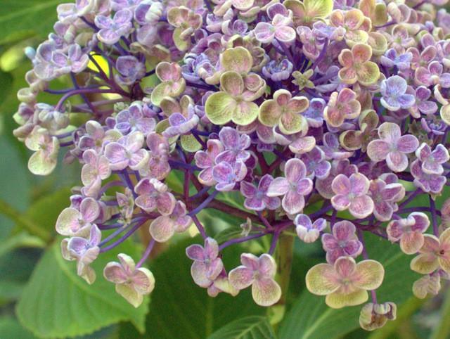 Ayesha Hydrangea macrophylla (Cupped Flowers) – Hydrangeas Online