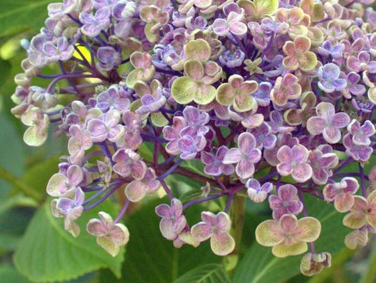 Ayesha Hydrangea macrophylla (Cupped Flowers) – Hydrangeas Online