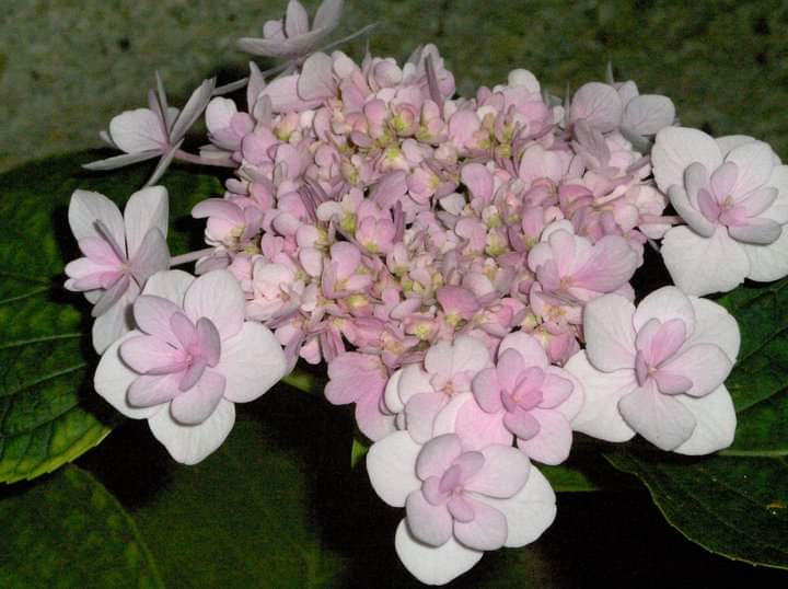 Emotion Hydrangea macrophylla (Double flowered) – Hydrangeas Online