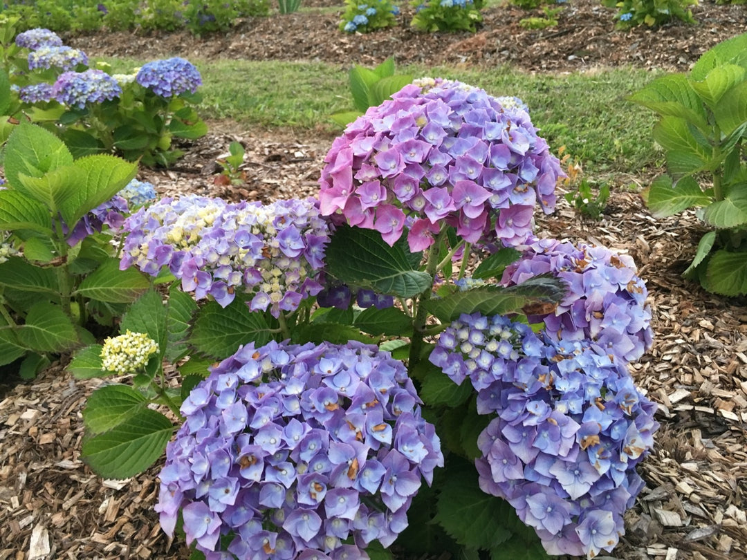 Hamburg Hydrangea macrophylla – Hydrangeas Online