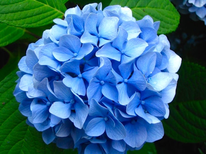 Mathilda Gutges Hydrangea macrophylla – Hydrangeas Online