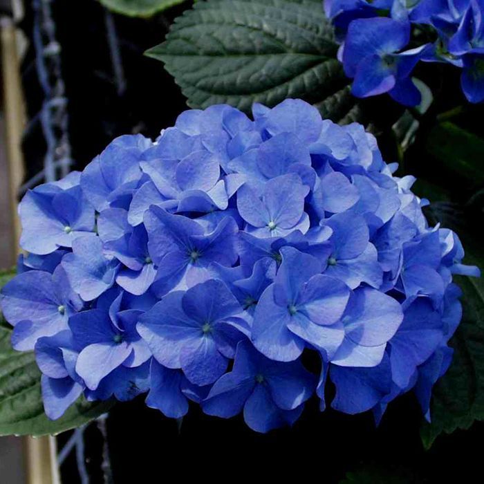 Altona Hydrangea macrophylla – Hydrangeas Online