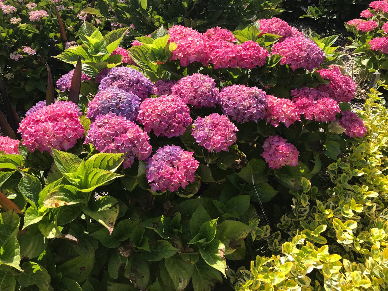 Hornli Dwarf Hydrangea macrophylla (Pink) Super Tube DORMANT ...