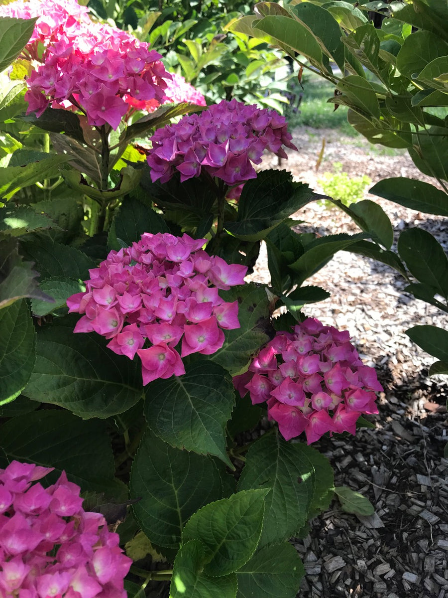 Hornli Dwarf Hydrangea macrophylla (Pink) Super Tube DORMANT ...