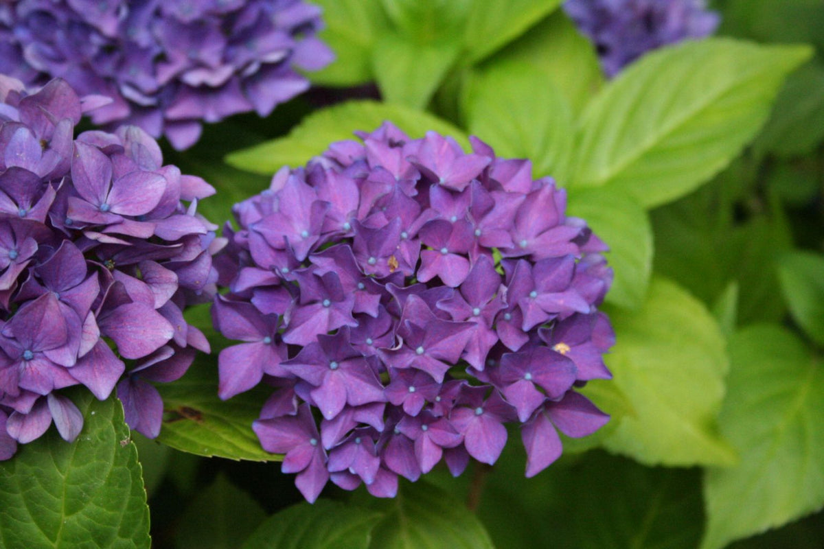 Deep Purple Hydrangea macrophylla (Deep Purple) – Hydrangeas Online