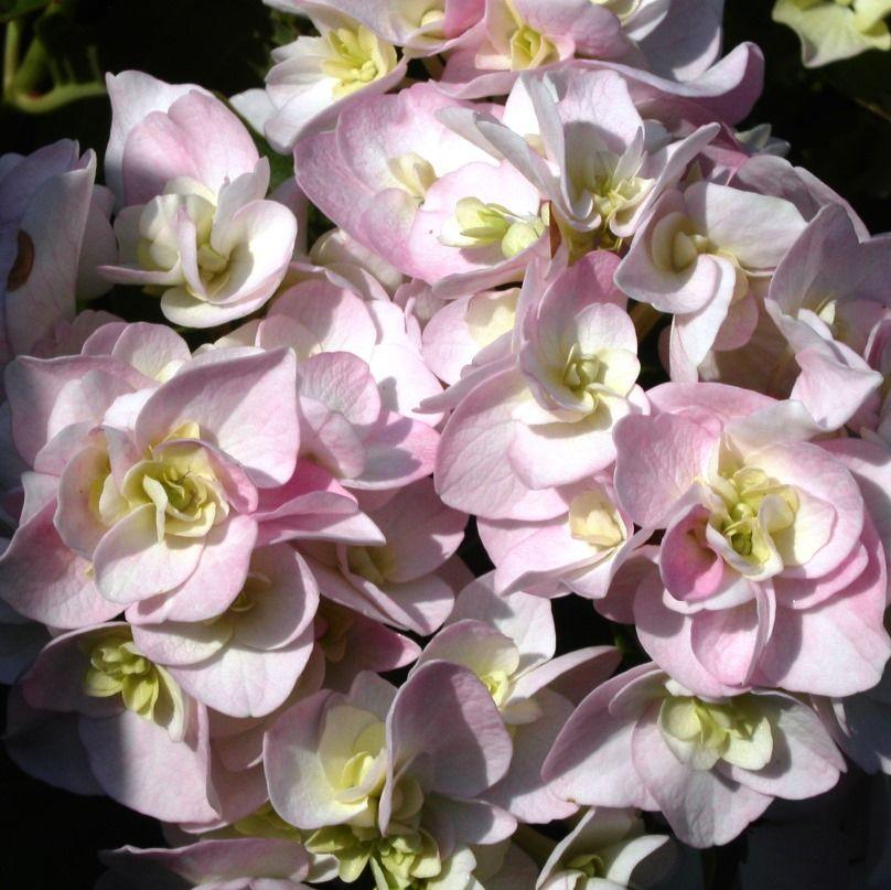 Setsuka-Yae Hydrangea macrophylla (Pale Double Flowers) – Hydrangeas Online