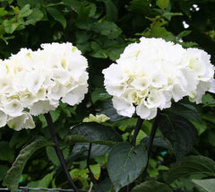 black stem hydrangea white