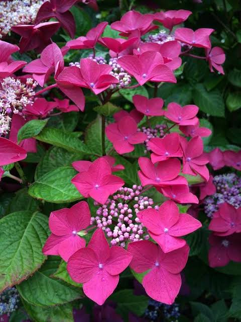 Raspberry Surprise Hydrangea macrophylla (Dwarf variety) in Super Tube ...
